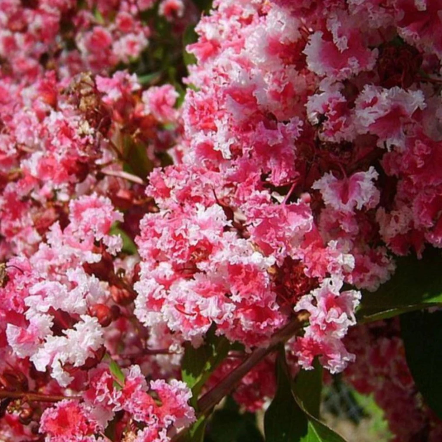Crape Myrtle 'Peppermint Lace' - Walmart.com