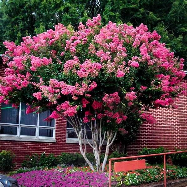 Crape Myrtle Pink Velour | 1 Extra Large 3 Gallon Plants | Lush Magenta ...