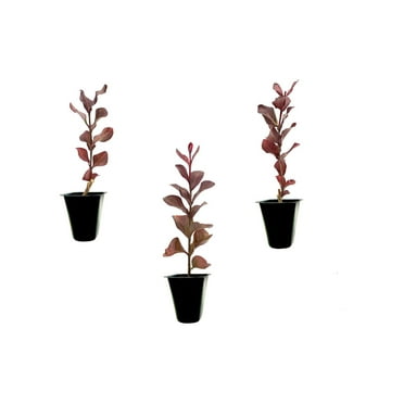 Magenta Magic - Yucca aloifolia - Purple Foliage - 4" Pot - Indoors or ...