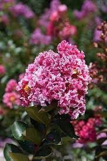Crape Myrtle Raspberry Sundae 1 Extra Large 3 Gallon Plant Dual-Color ...