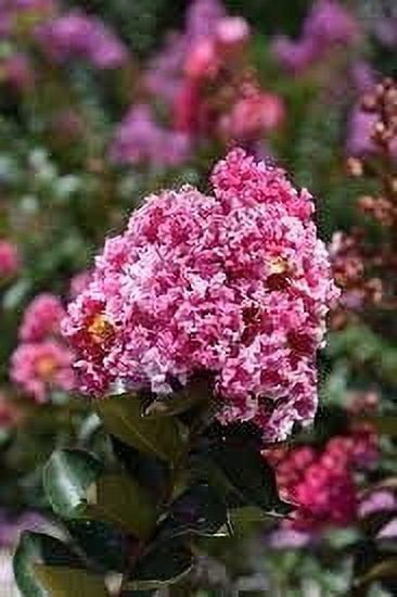 Crape Myrtle Raspberry Sundae 1 Extra Large 3 Gallon Plant Dual-Color ...