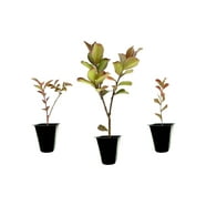 Florida Foliage Natchez Crape Myrtle Lagerstroemia Indica, Large White ...