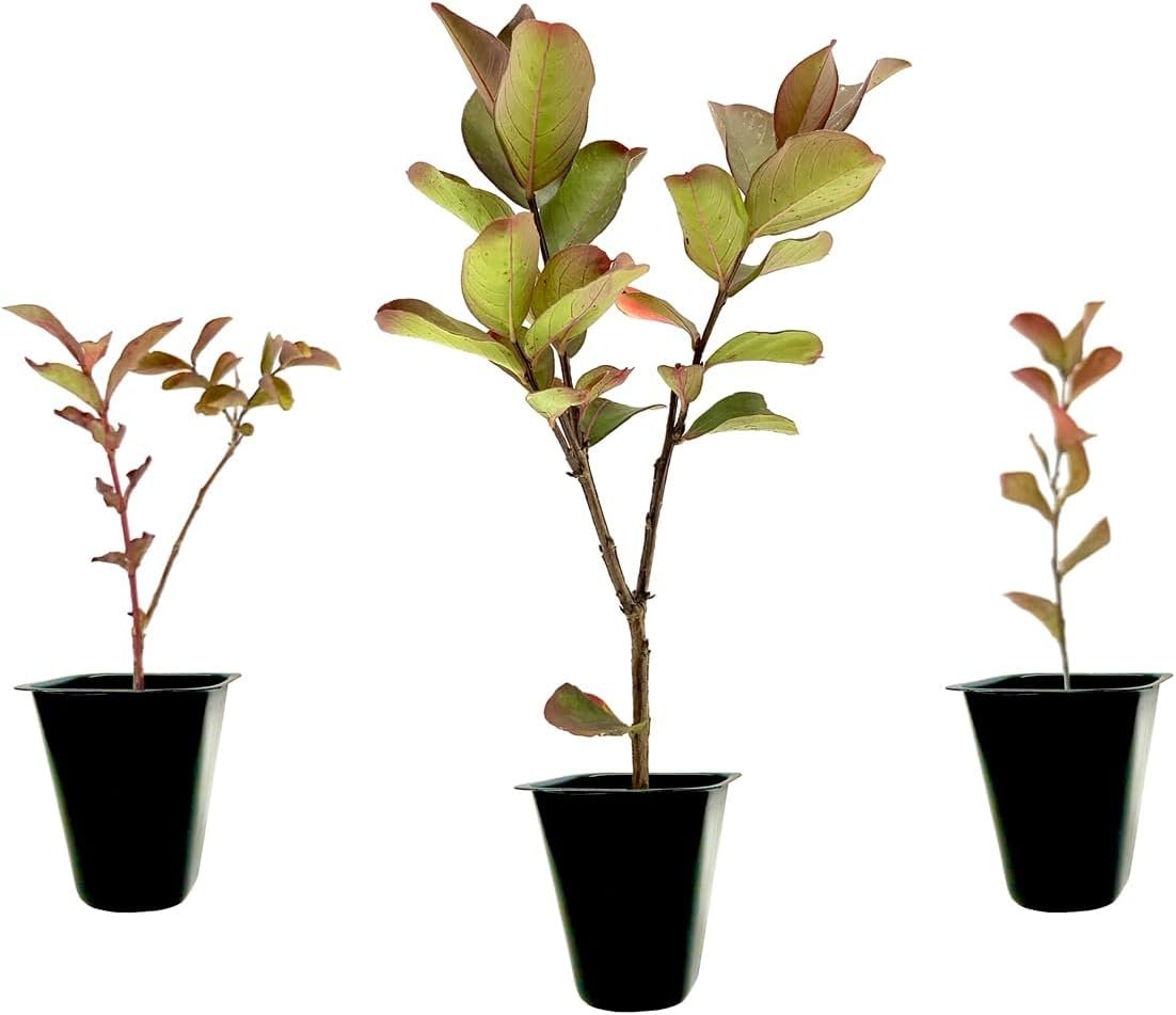 Crape Myrtle Raspberry Sundae 30 Live Plants Dual-Color Red & Pink ...