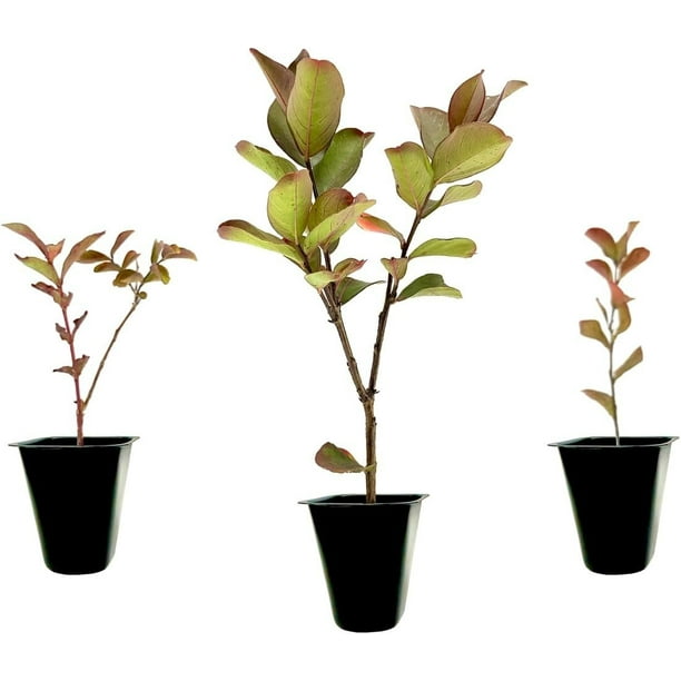 Crape Myrtle Raspberry Sundae 30 Live Plants Dual-Color Red & Pink ...