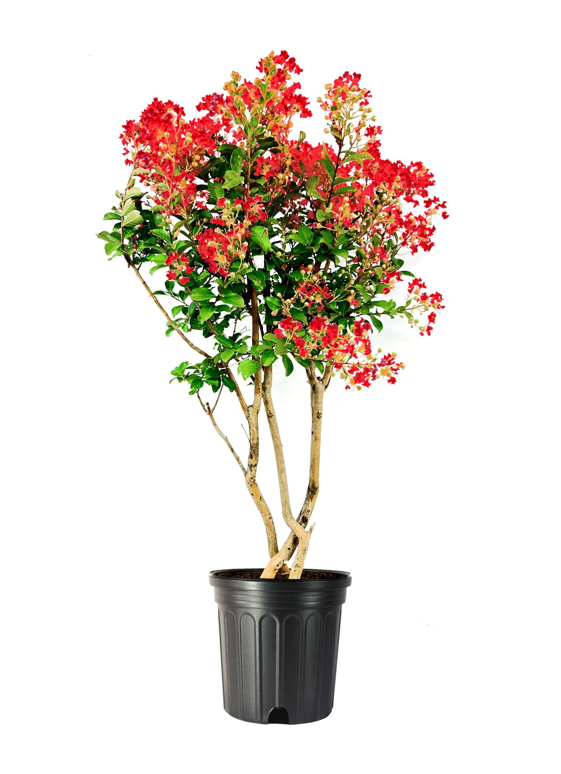 Florida Foliage Crape Myrtle Red Rocket, Vivid Scarlet Blooms, 3 Gallon Live Plant, Ornamental ...