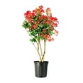 Florida Foliage Crape Myrtle Red Rocket, Vivid Scarlet Blooms, 3 Gallon ...