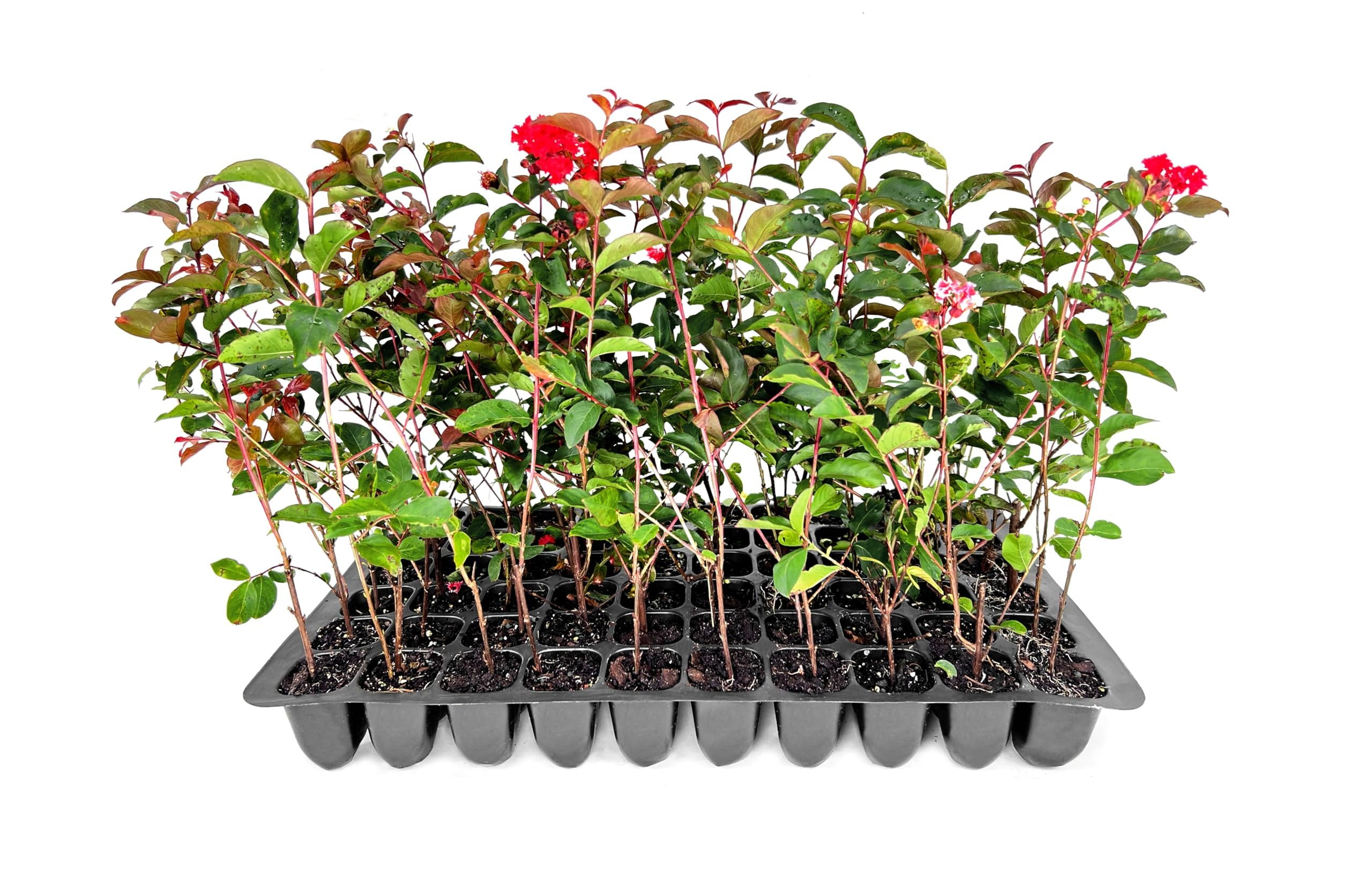 Crape Myrtle Red Rocket 10 Live Plants Vivid Scarlet Blooms, Live Plant ...