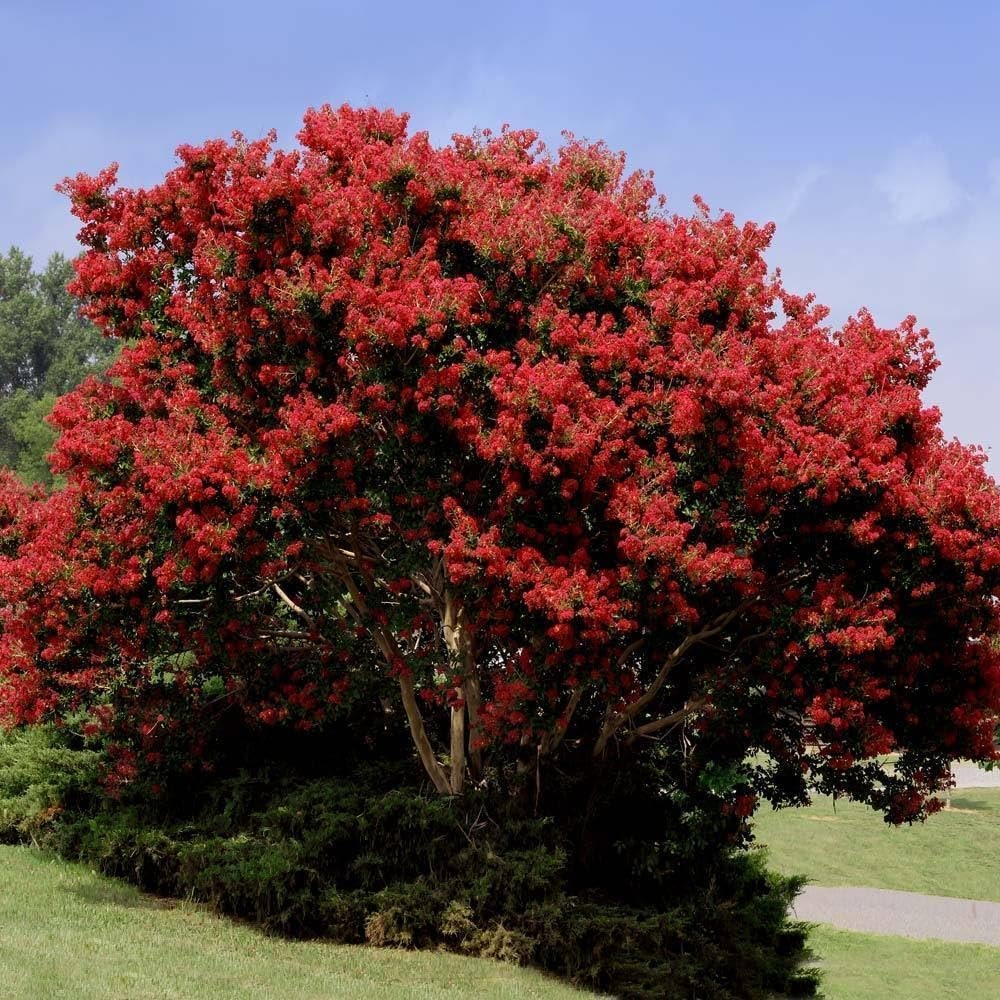 Crape Myrtle Red Rocket 10 Live Plants Vivid Scarlet Blooms, Live Plant ...