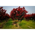 Crape Myrtle Red Rocket 2 Extra Large 3 Gallon Plants Vivid Scarlet Blooms, Live Plant, Striking ...
