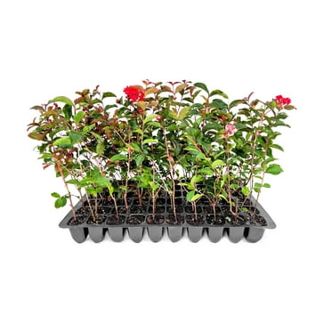 Crape Myrtle Raspberry Sundae 2 Extra Large 3 Gallon Plants Dual-Color ...