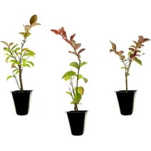 Crape Myrtle Red Rocket 1 Extra Large 3 Gallon Plant Vivid Scarlet ...