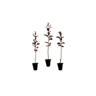 Crape Myrtle Raspberry Sundae 3 Live Plants Dual-Color Red & Pink ...