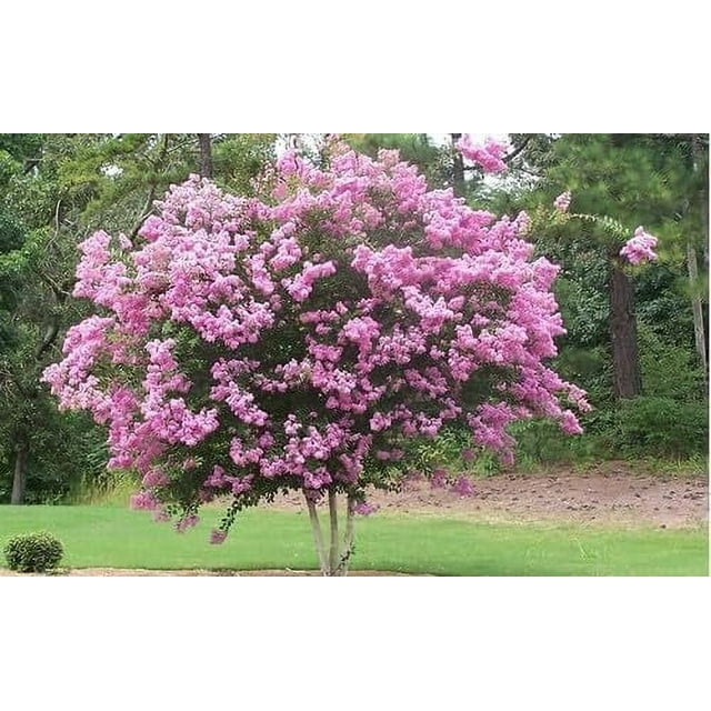 Crape Myrtle Rhapsody in Pink 3 Extra Large 3 Gallon Plants Soft Pink ...