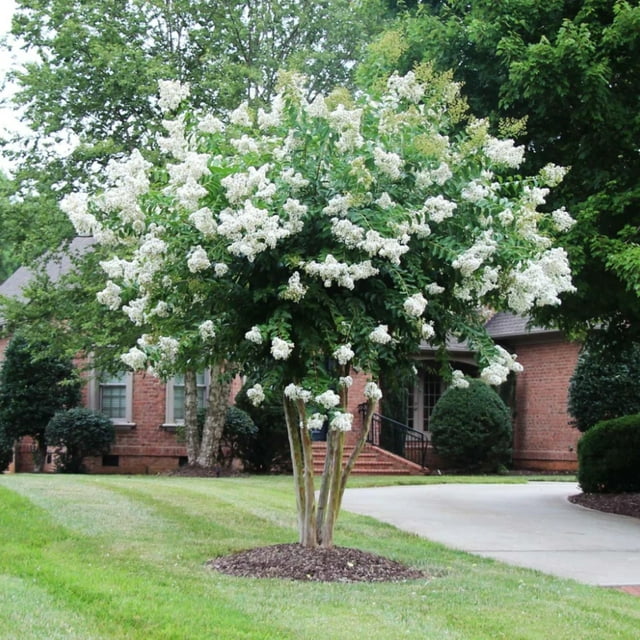 Lagerstroemia 'Sarah's Favorite' - Crape Myrtle Tree, Perfect for Live Garden - Walmart.com