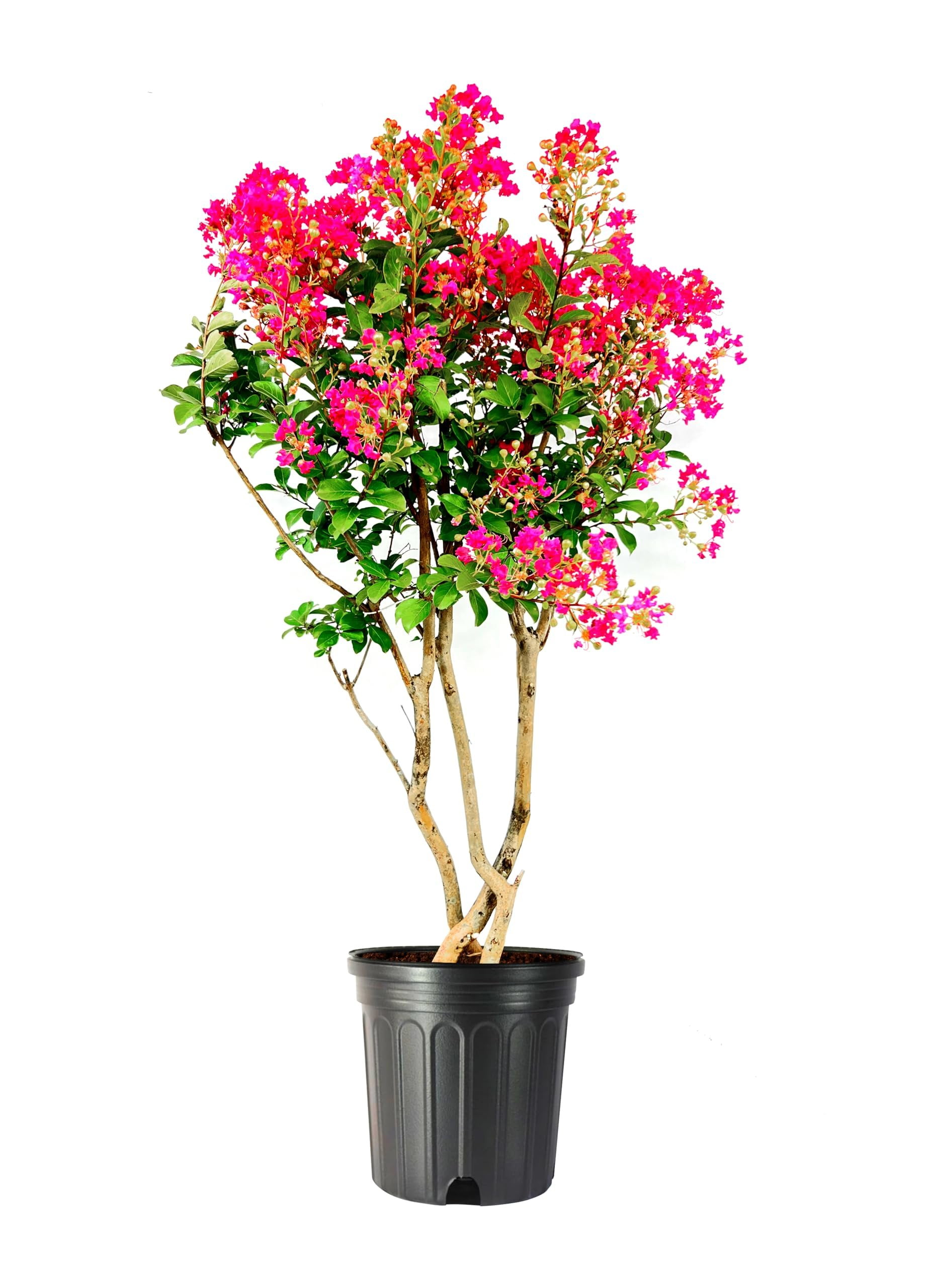 Crape Myrtle Tonto 1 Extra Large 3 Gallon Plant Lagerstroemia 'Tonto ...