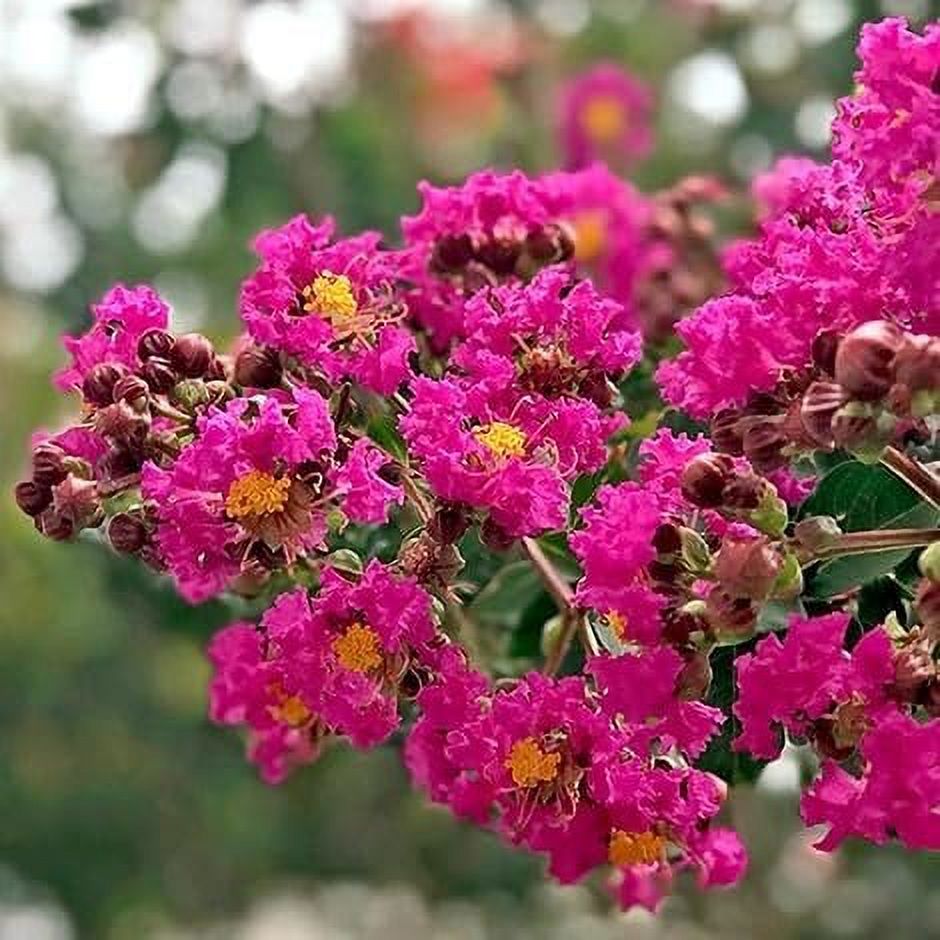 Tonto Fuchsia-Red Crape Myrtle Tree Dwarf Form - Heat & Drought ...