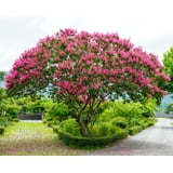 Crape Myrtle Tree Seeds - 50 Seeds - Beautiful Flowering Tree - Crepe ...
