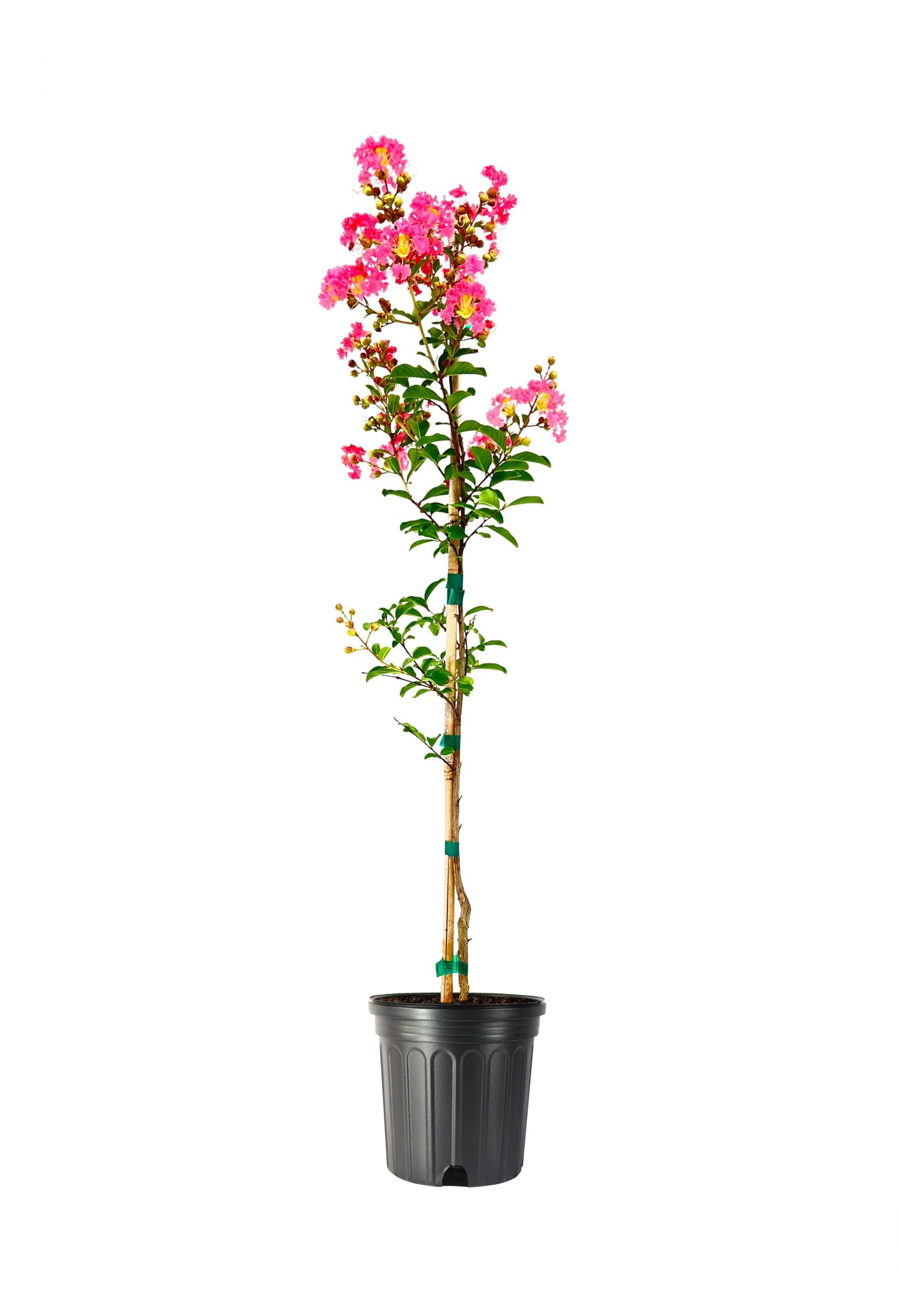 Crape Myrtle Tuscarora Plant 1 Large Gallon Size Pot Lagerstroemia ...