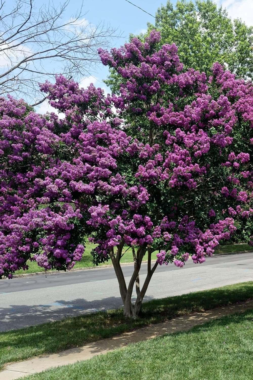 Crape Myrtle Twilight 1 Extra Large 3 Gallon Plant Lagerstroemia Indica ...
