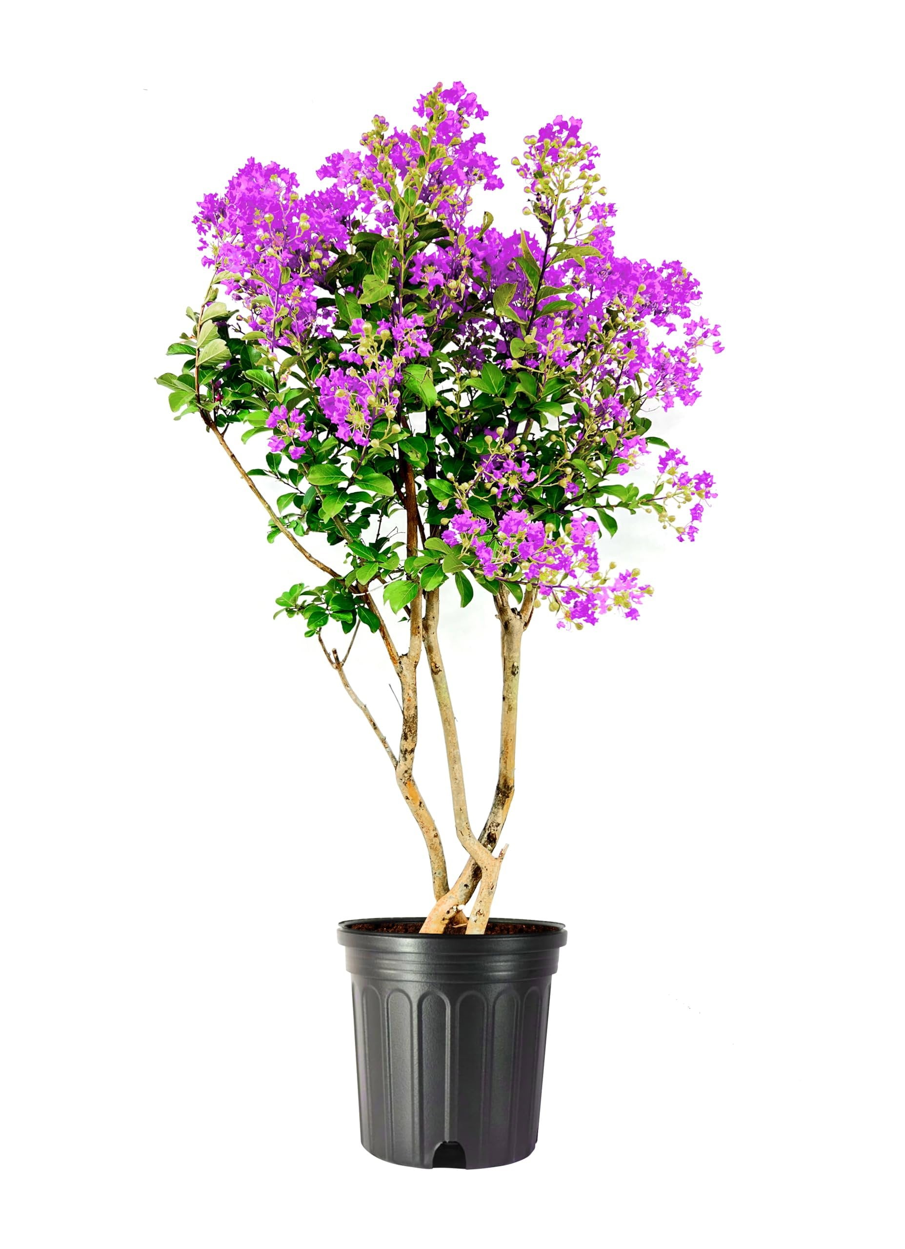 Crape Myrtle Twilight 1 Extra Large 3 Gallon Plant Lagerstroemia Indica ...
