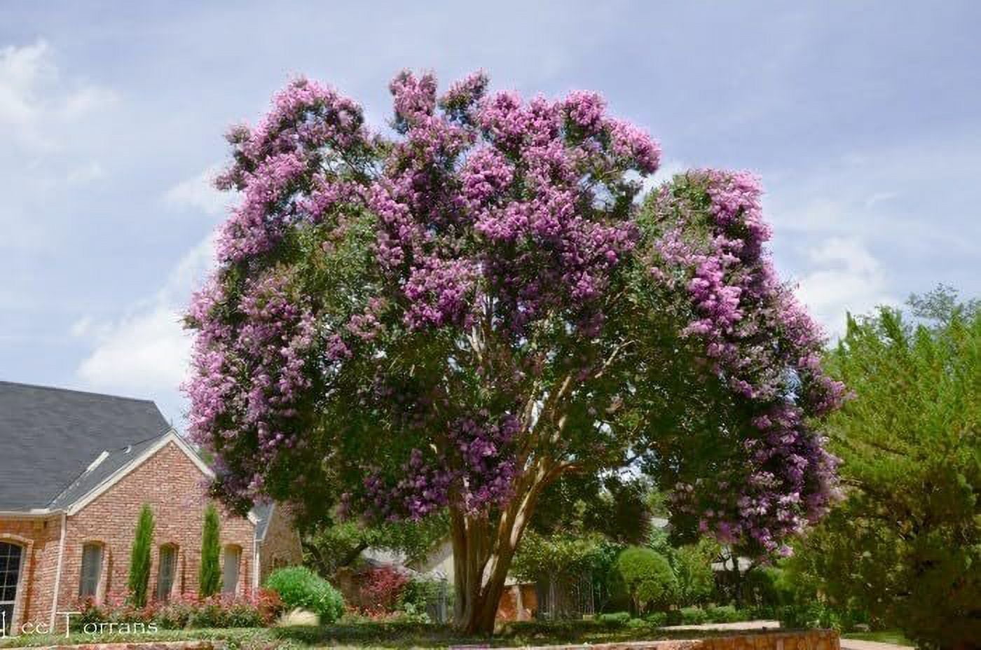 Crape Myrtle Twilight 10 Live Plants Deep Purple Blooms, Premium Live ...