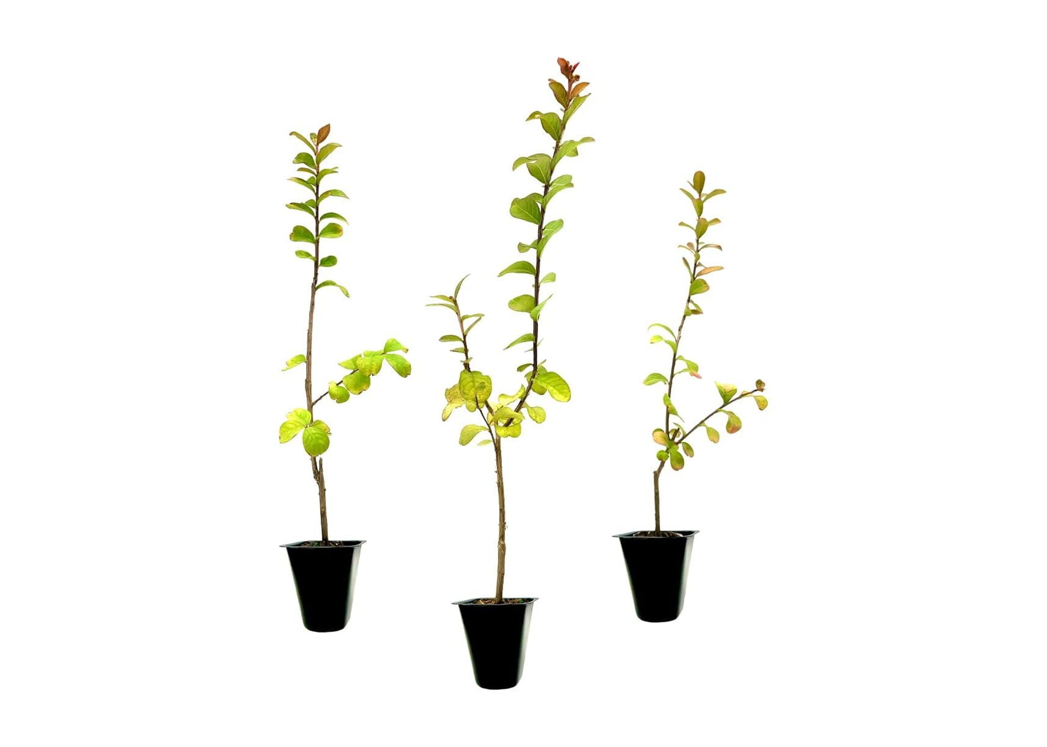 Florida Foliage, Crape Myrtle, Twilight, Deep Purple Blooms - Walmart.com