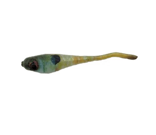 Crappie Fry 2" Blue Gill 12 pk, Soft Plastic Fishing Lures for Crappie ...