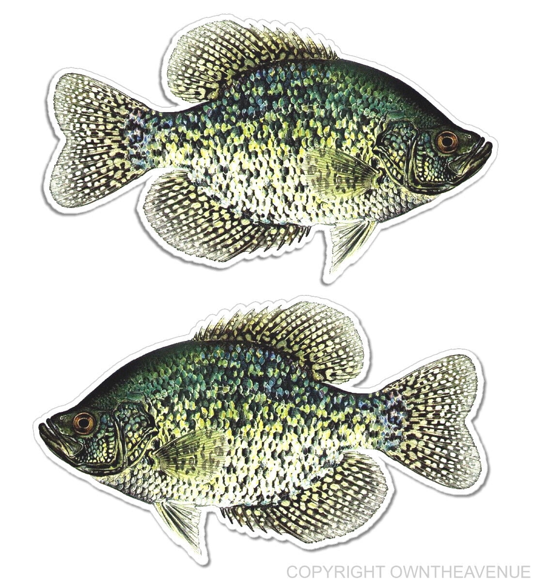 Crappie Sticker Decal Fishing Boat RV Car Truck Camper Trailer - 2 Pack ...