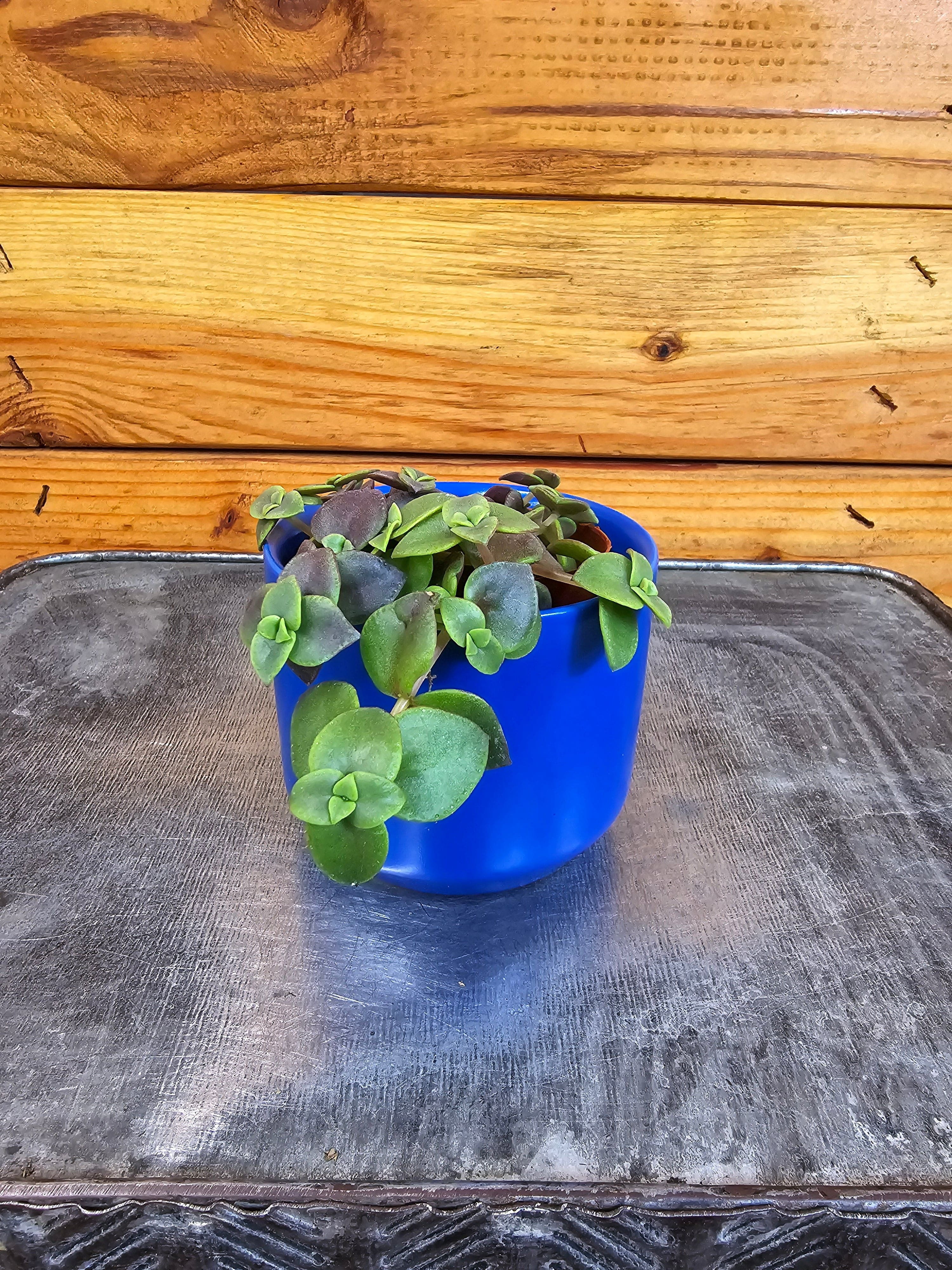 Crassula Calico Kitten Succulent, 2" Plant, The Plant Farm - Walmart.com