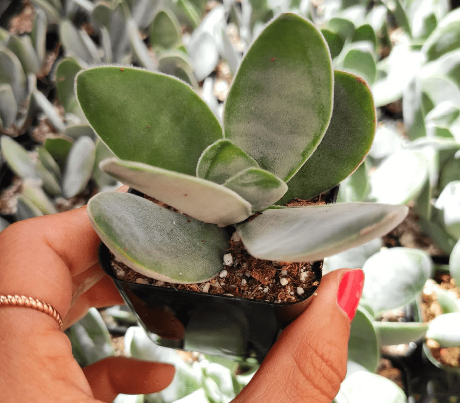 Crassula 'Fallwood' Succulent Live Plant 2 Inch for Indoor Outdoor Home ...