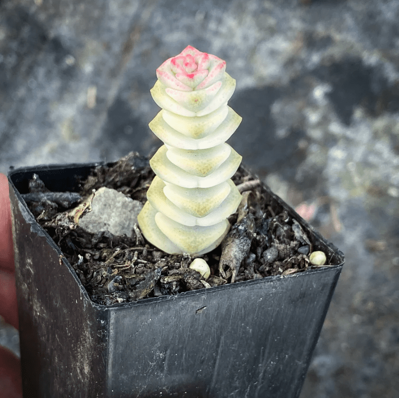 Crassula Fantasy 'Baby's Necklace' Variegated Succulent Plant 2 Inch ...