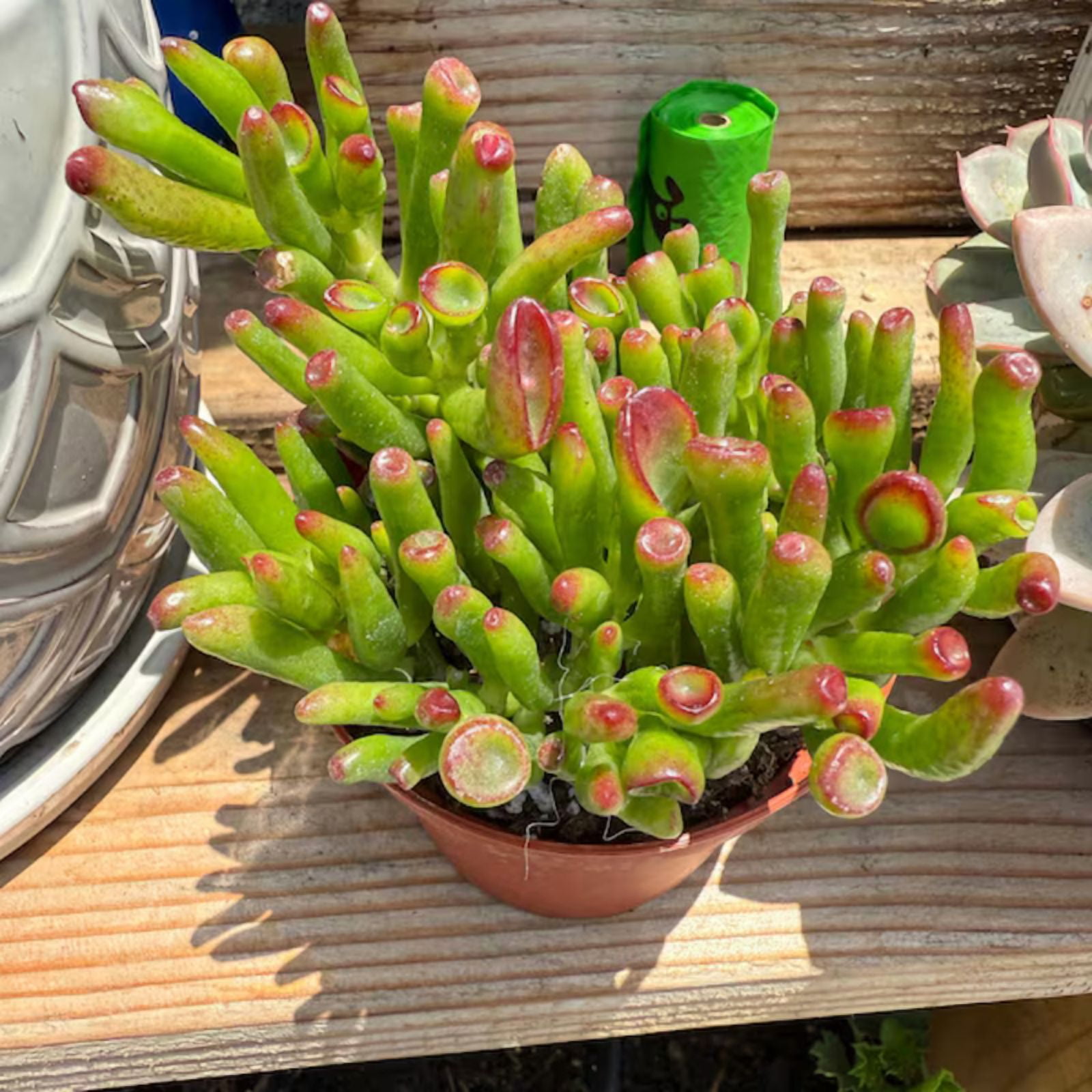 Crassula Gollum/Ovata, Shrek ear, Live succulent, Jade plant in 4" Pot ...