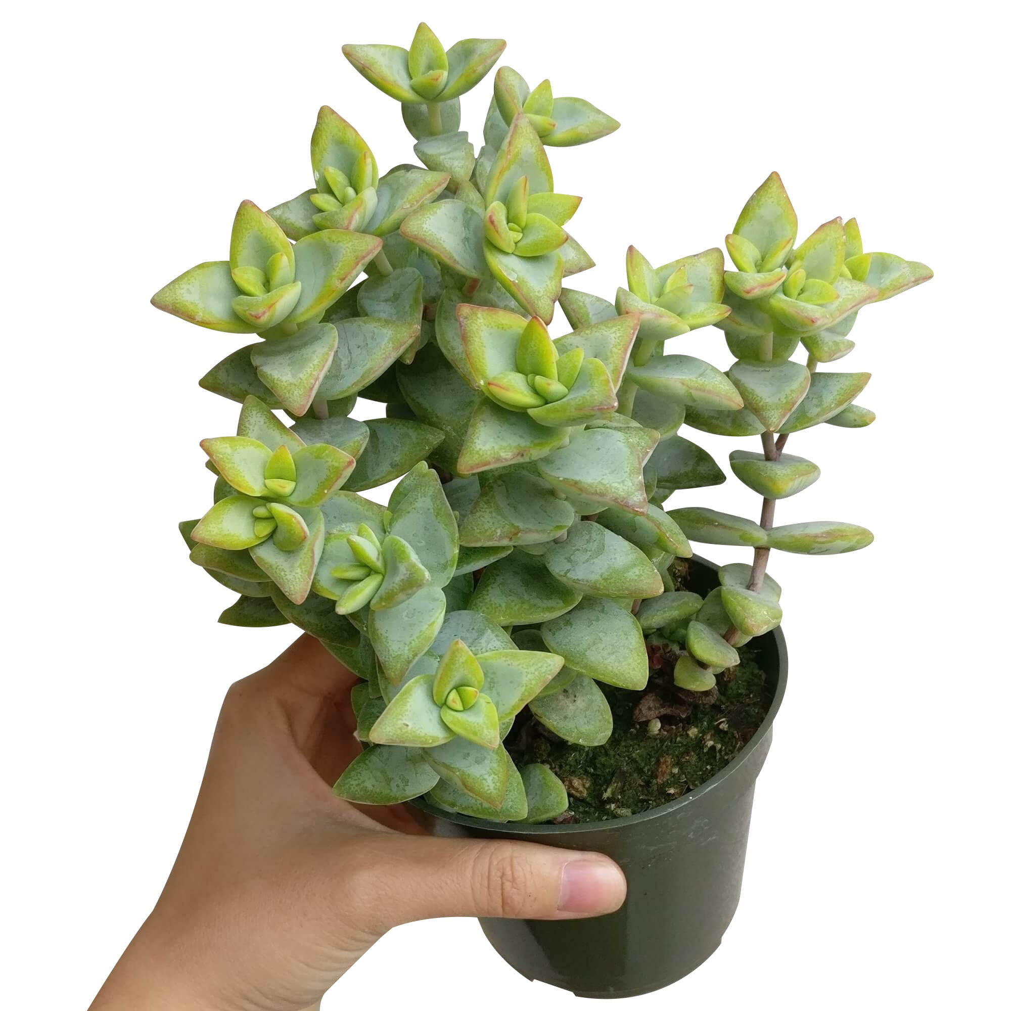 Crassula High Voltage (4"+ Plastic Pot) - Crassula Rupestris - Tiny ...