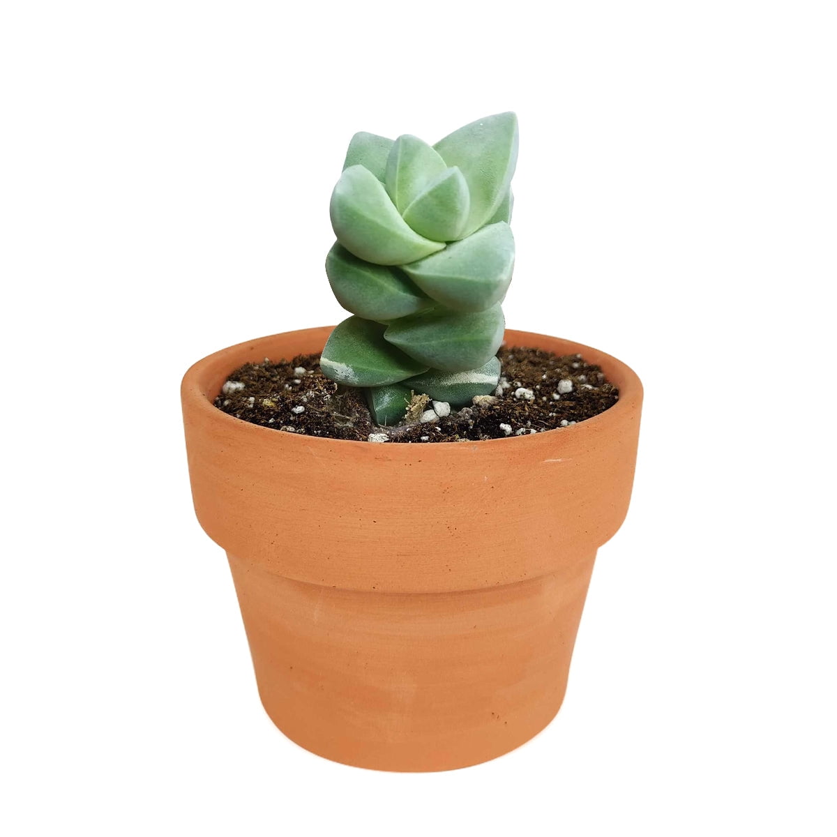 Crassula Moonglow Succulent (4" Clay Pot) - Tiny, Lovely, Easy to Care ...
