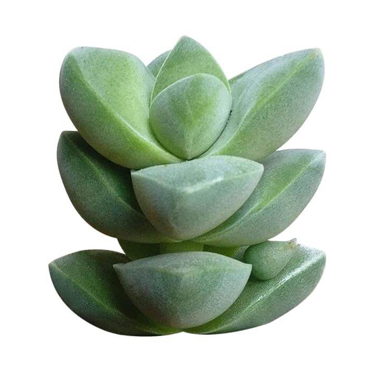 Crassula Moonglow Succulent (4" Plastic Pot) - Tiny, Lovely, Easy to ...