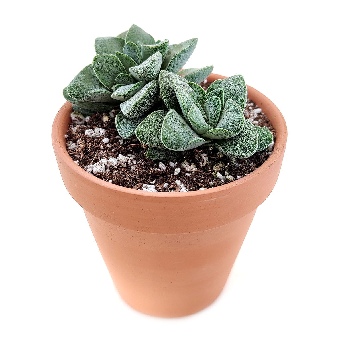 Crassula Morgan hybrid w. Silver Spring Time Succulent (2" Clay Pot ...