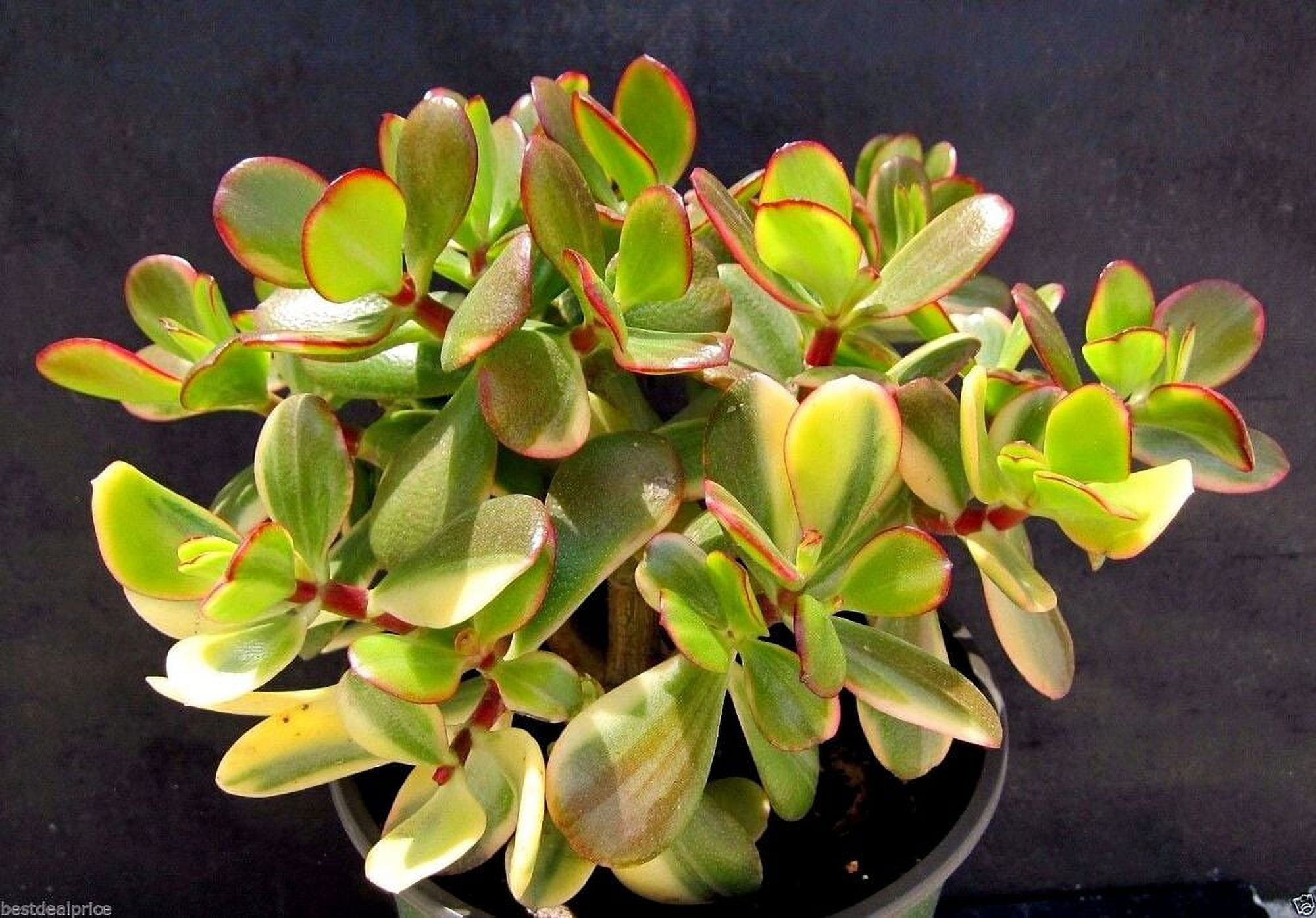 Crassula Obliqua Variegated Lemon and Lime RARE JADE Succulent 2 ...