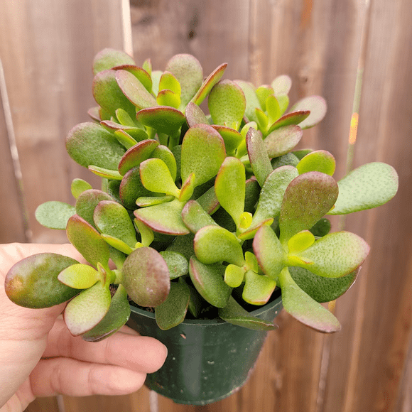 Jade Plants in Indoor Plants - Walmart.com