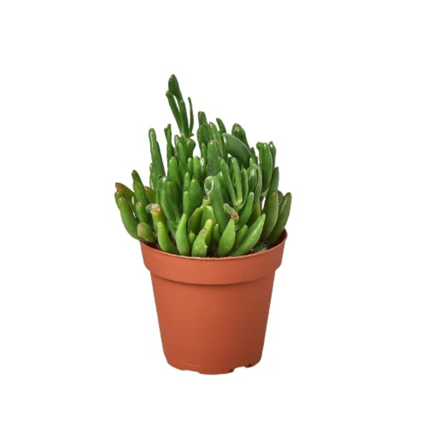 Crassula Ovata 'Gollum Jade' Succulent - 4" Pot in 4" Pot | Live Plant ...