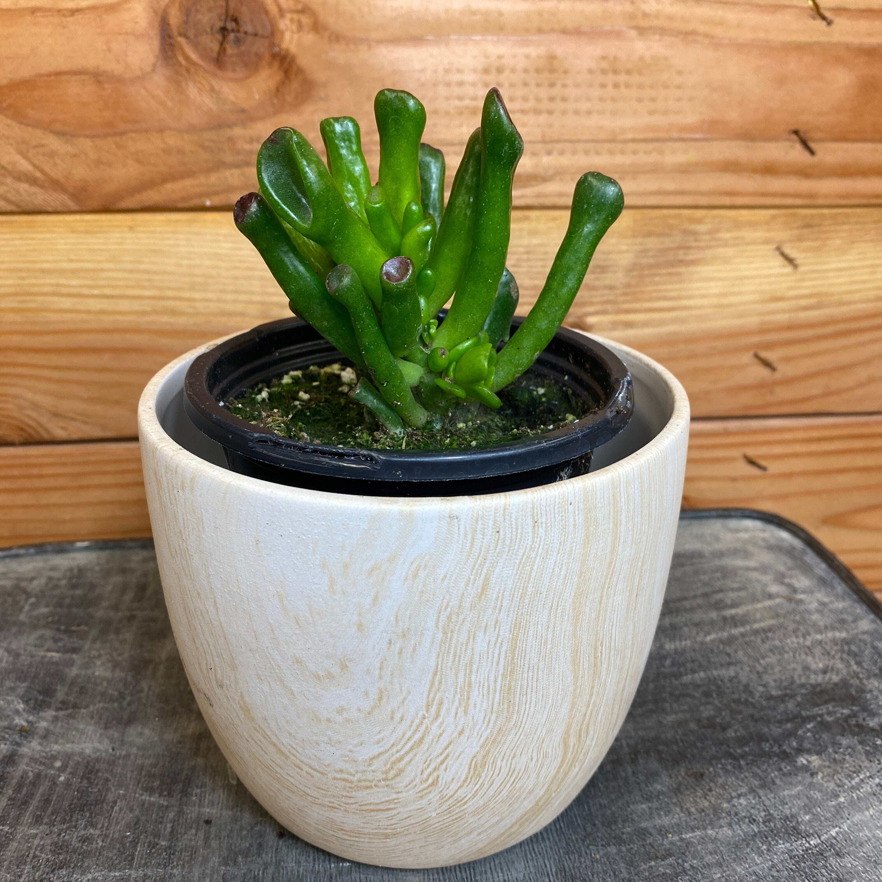 Crassula Ovata Hobbit, 4" Plant, The Plant Farm - Walmart.com