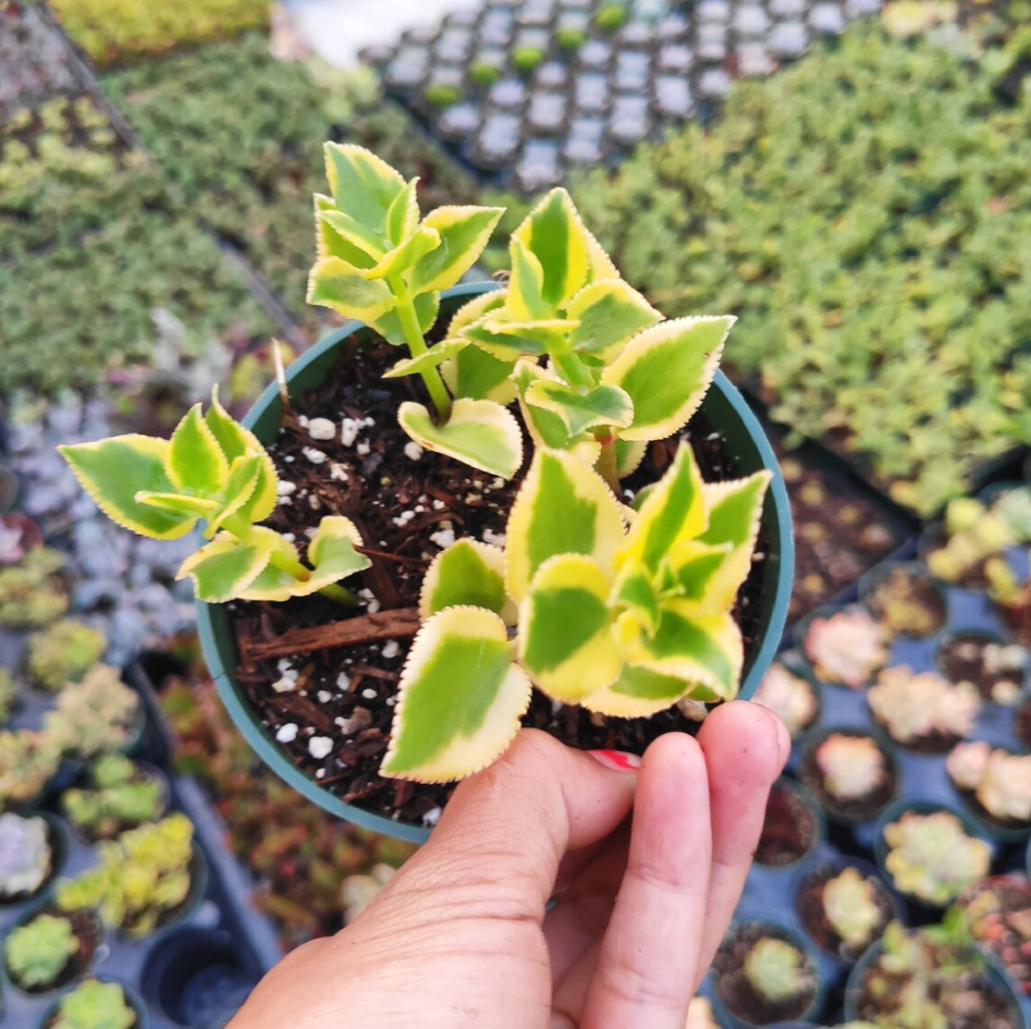Crassula Sarmentosa 'Comet' Variegata Succulent Live Plant 2 Inch for ...