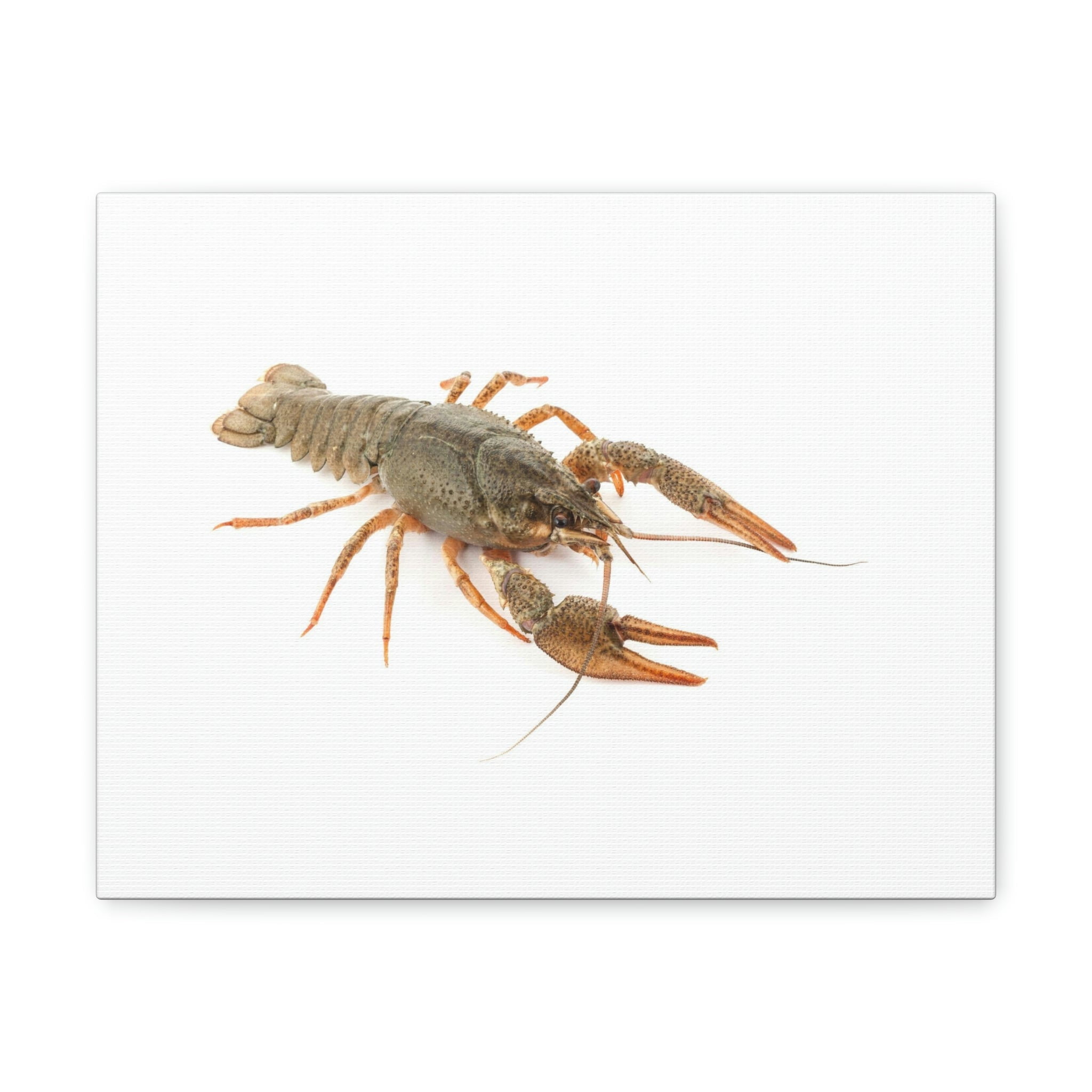 Cray Fish Hunting Cray Fish on Hunt Print Animal Wall Art Wildlife ...