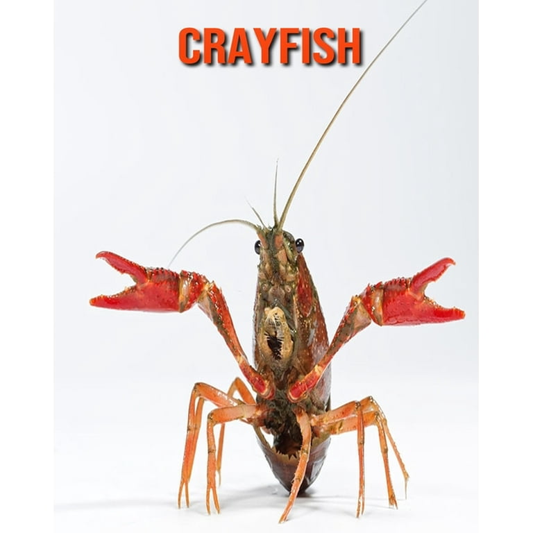 Baby Crayfish Facts