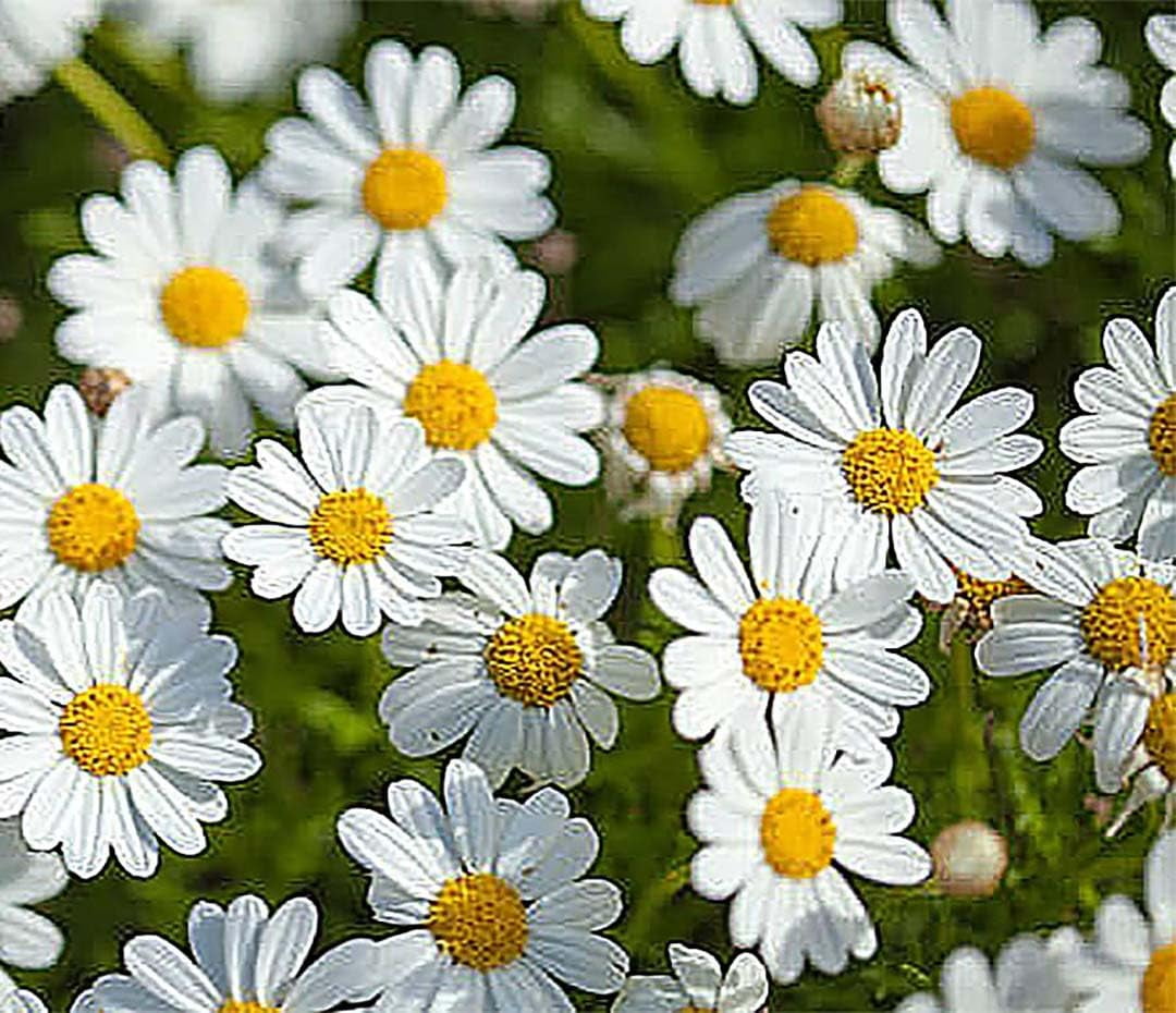 Crazy Daisy Mix Flower Seeds - Half H2FSDAnnual, Half Perennial and Sun ...