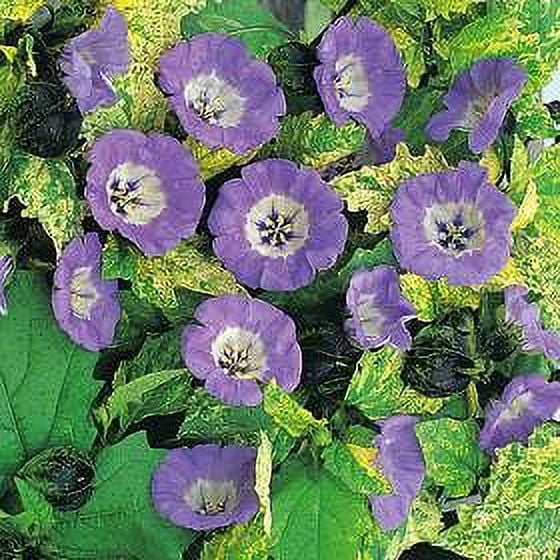 Cream Shoo Fly 200 Seeds - Nicandra - Herb - Walmart Business Supplies