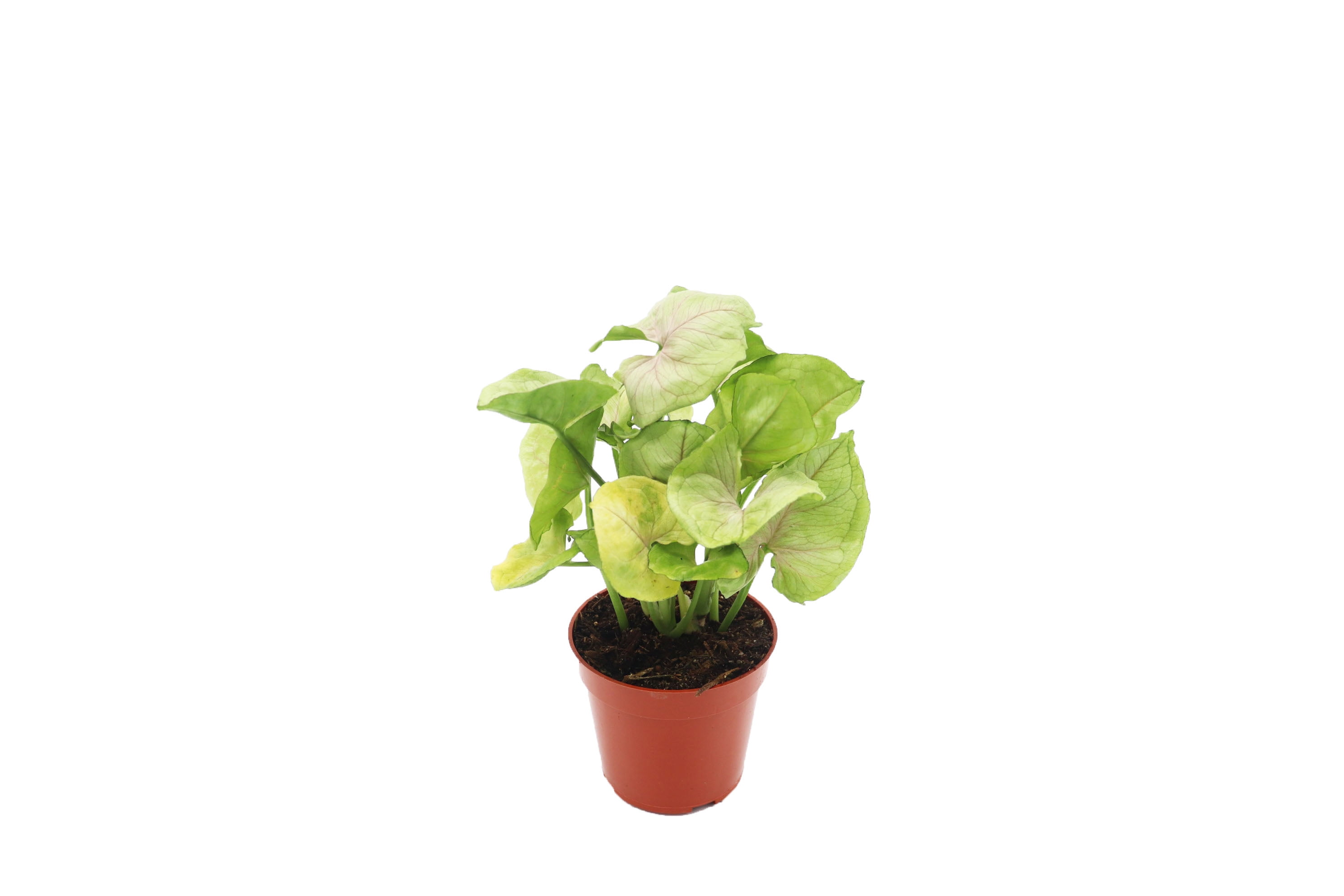 Creamsicle Syngonium Nephthytis - 4'' from California Tropicals ...