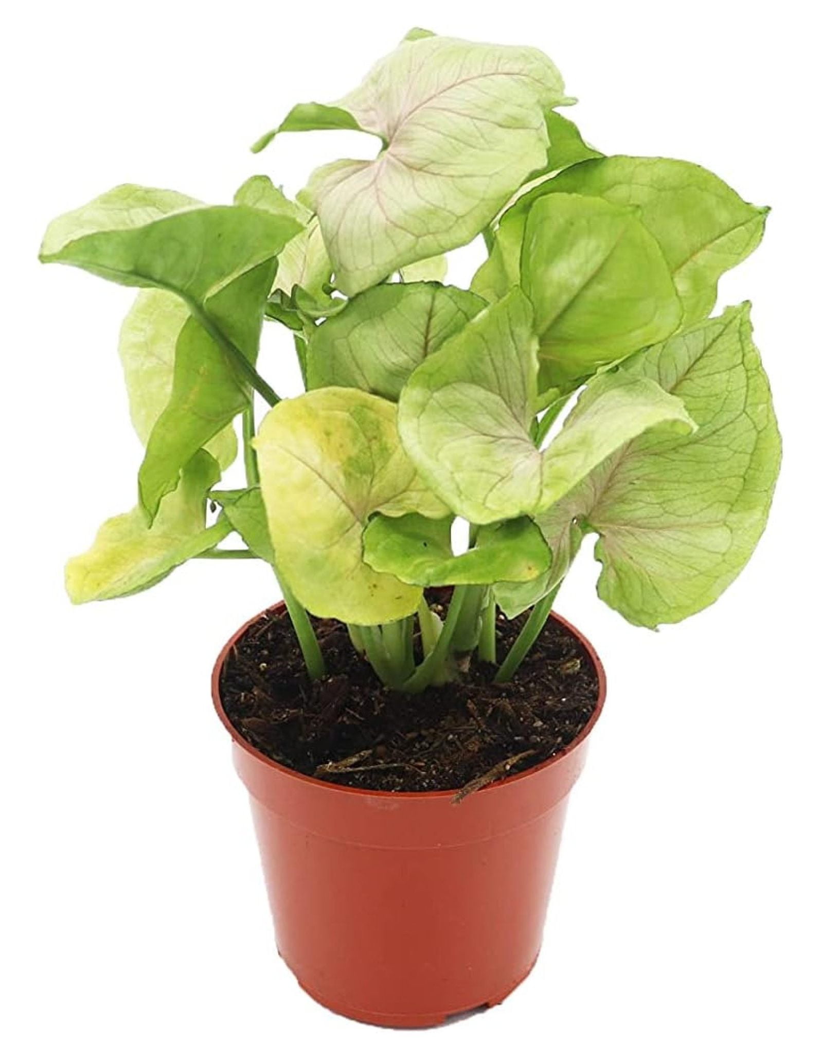 Creamsicle Syngonium Nephthytis - 4'' from - Walmart.com