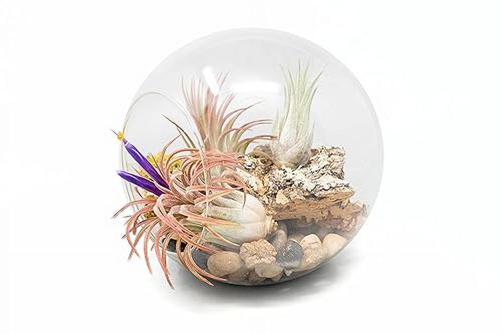 Create a Miniature Oasis: Large Hand-Blown Glass Terrarium Kit with ...