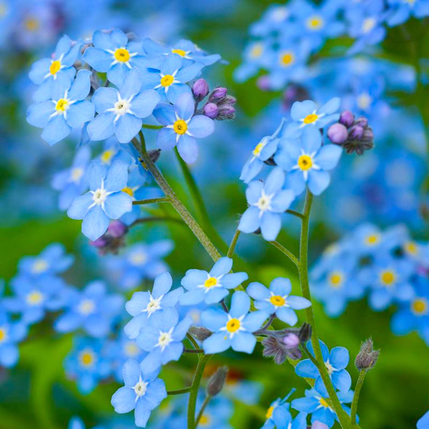 Created By Nature 5,000+ Forget Me Not Flowers Seeds - Walmart.com