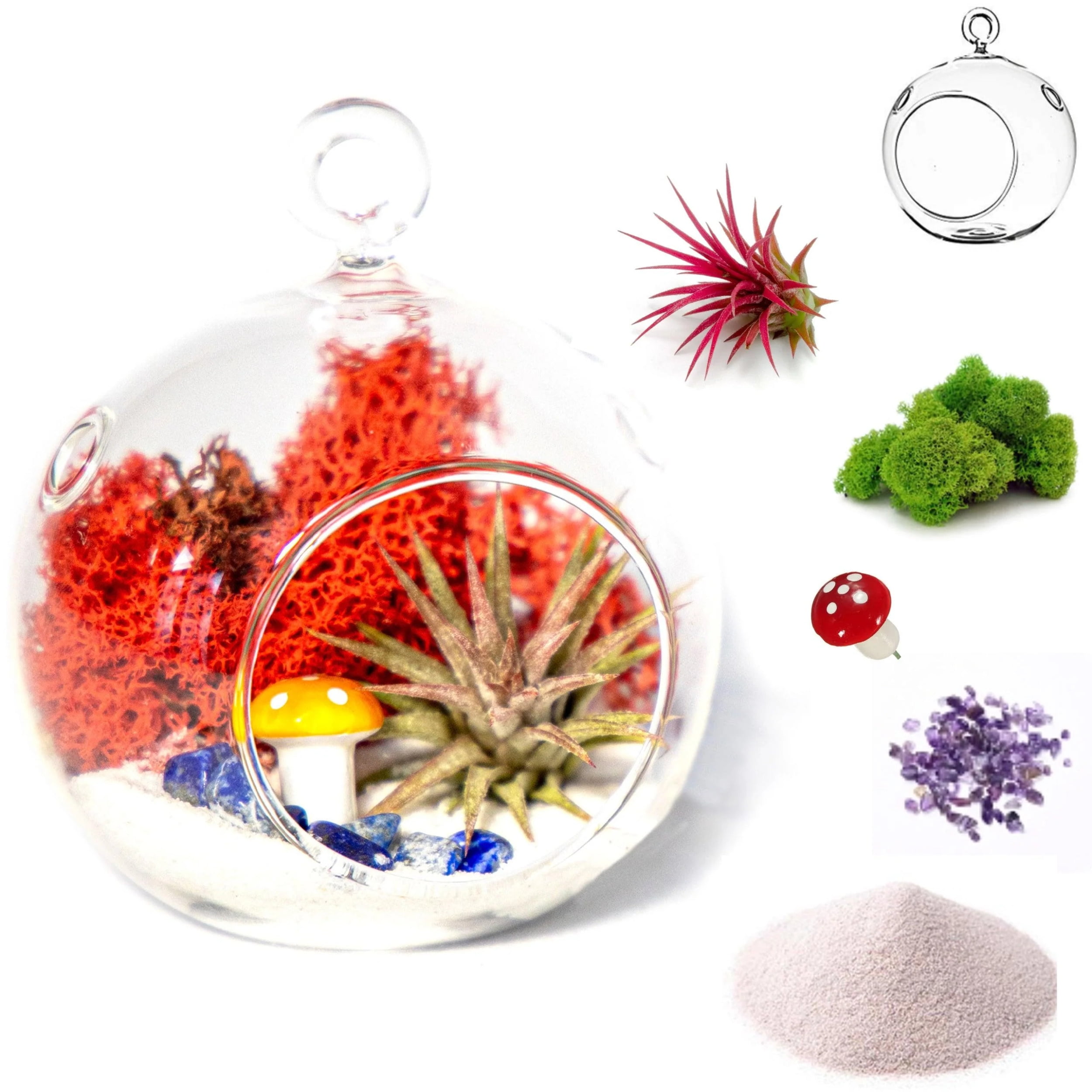 Creations by Nathalie - DIY Terrarium Kit with Live Air Plant (Local ...